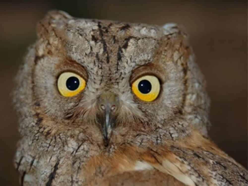 ¿Un búho en Villaverde? ¿Dónde? - Periódico Distrito Villaverde